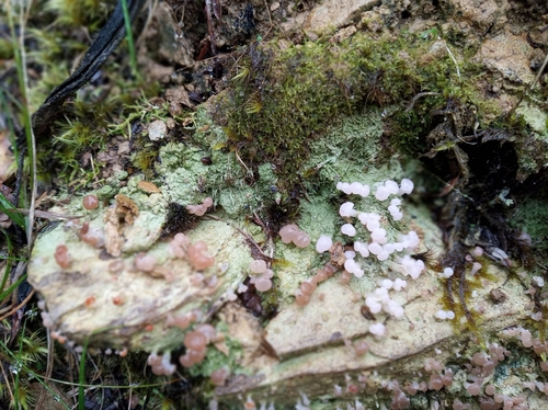 Common Lichens | Record | DigitalNZ