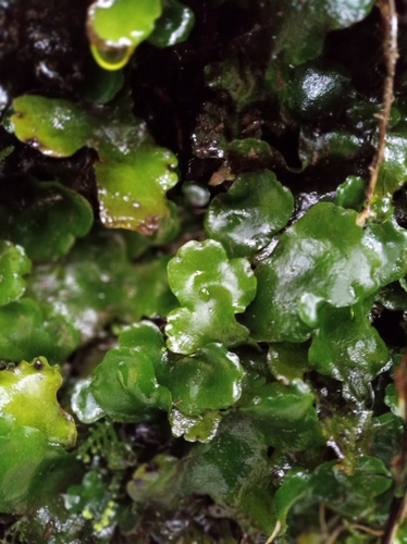 Monoclea forsteri | Record | DigitalNZ