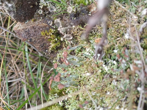 Pixie Cup Lichens | Record | DigitalNZ