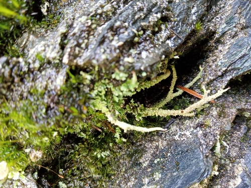 Pixie Cup Lichens | Record | DigitalNZ