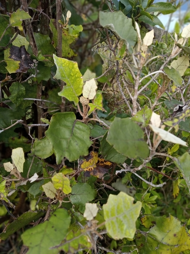 Rangiora | Record | DigitalNZ