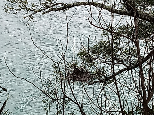 New Zealand Pied Shag | Record | DigitalNZ