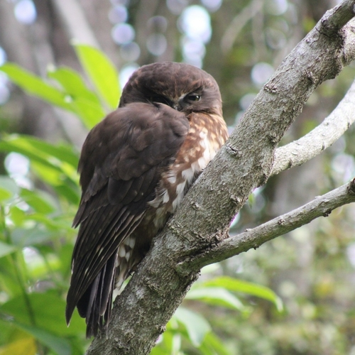 Morepork | Record | DigitalNZ