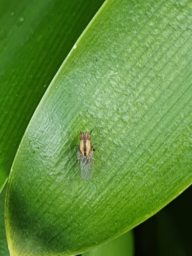 Brown-striped Litter Fly | Record | DigitalNZ