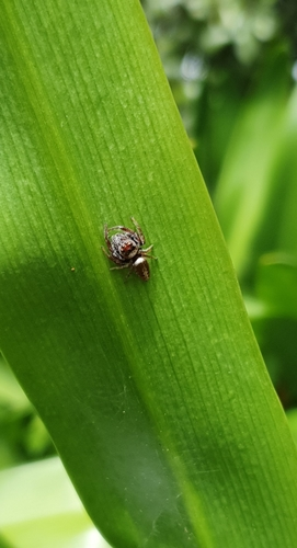 Trite mustilina | Record | DigitalNZ