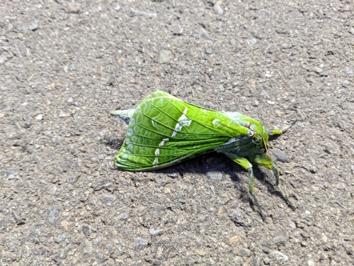 Puriri moth | Record | DigitalNZ