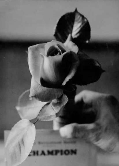 Rose 1939 | Record | DigitalNZ