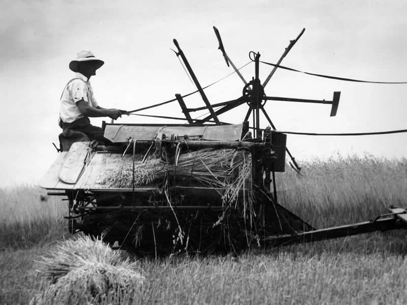 Wheat Harvesting 1938 | Record | DigitalNZ