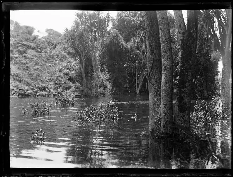 Cabbage Tree Swamp? | Record | DigitalNZ