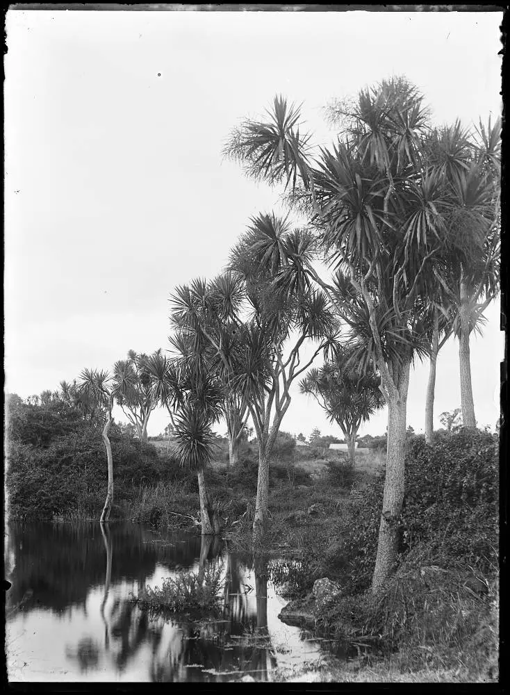 Cabbage Tree Swamp? | Record | DigitalNZ