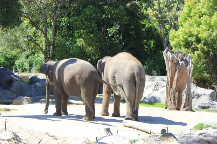 Auckland Zoo, 2015 | Record | DigitalNZ