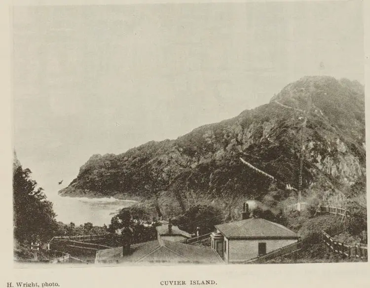 Cuvier Island | Record | DigitalNZ