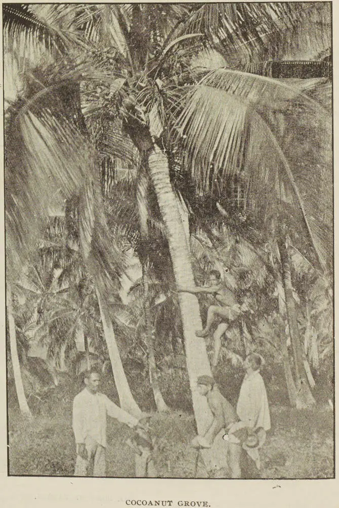 Cocoanut grove | Record | DigitalNZ