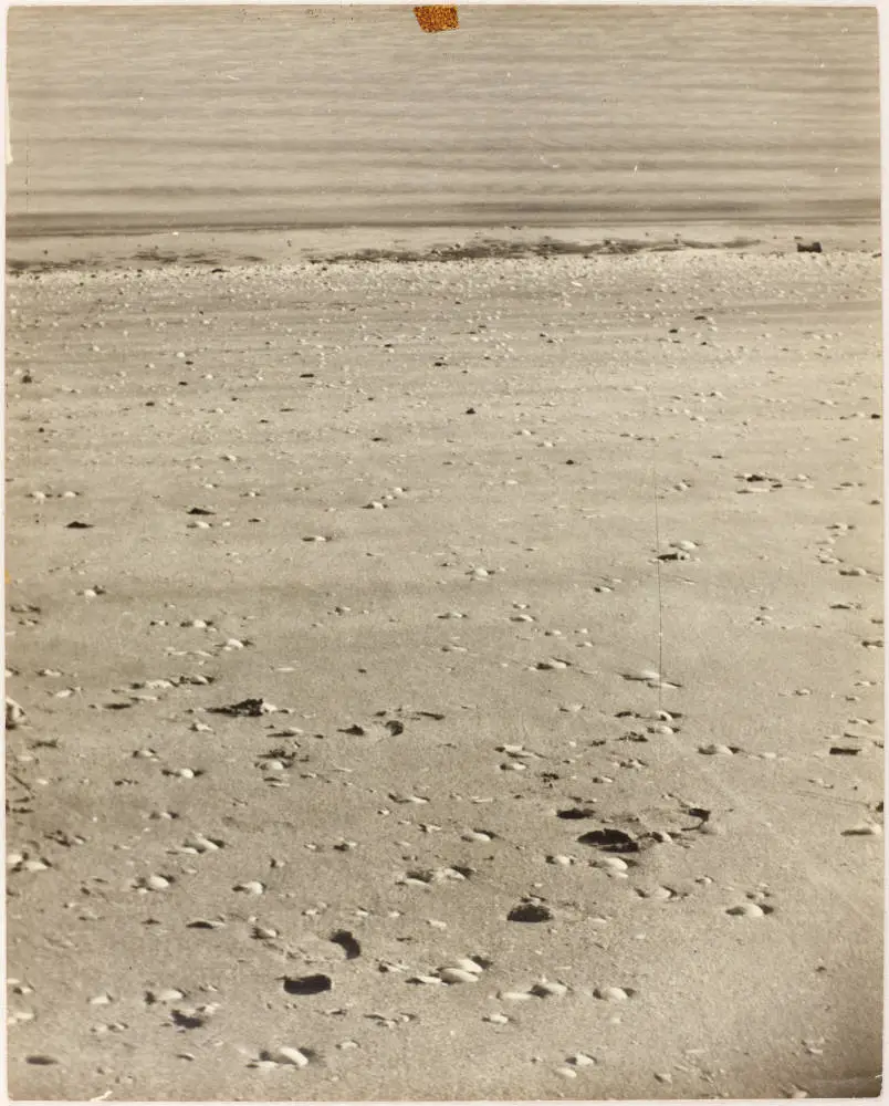 Shells on a beach | Record | DigitalNZ