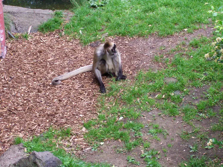 Spider monkey, Auckland Zoo, 2006 | Record | DigitalNZ