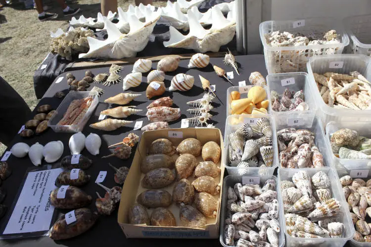 Shells on display at Pasifika Festival. | Record | DigitalNZ