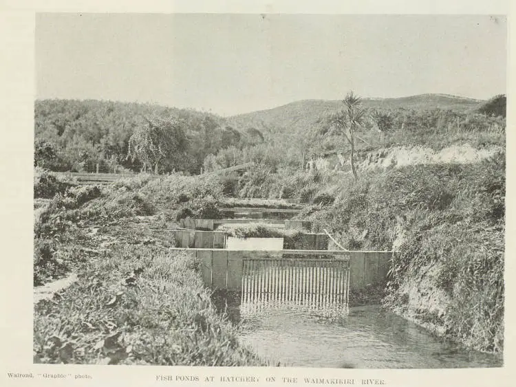 Trout fishing at Okoroire | Record | DigitalNZ