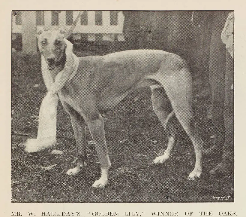 Mr. W. Halliday's 'Golden Lily,' winner of The Oaks | Record | DigitalNZ