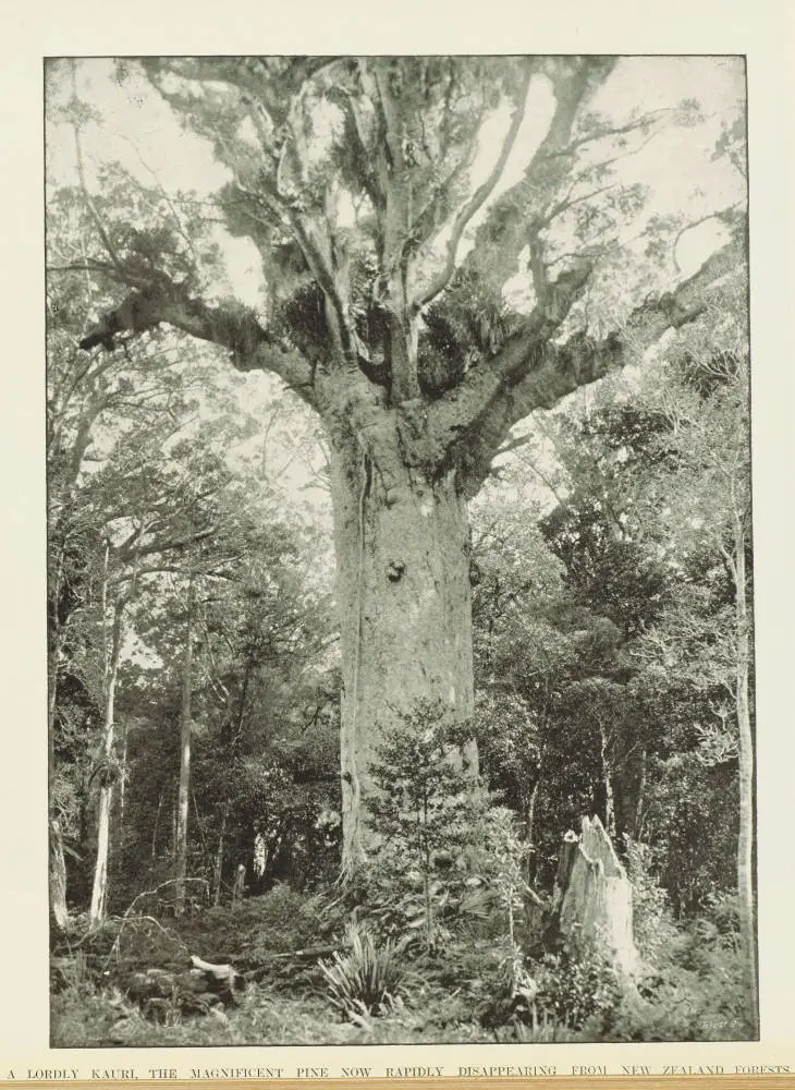 A lordly kauri, the magnificent pine now rapidly disappearing from New Zealand forests | Record ...