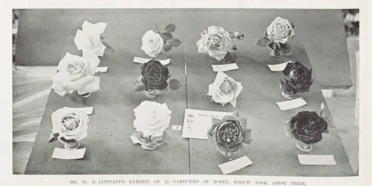 Mr. W. E. Lippiatt's exhibit of 12 varieties of roses, which took first ...