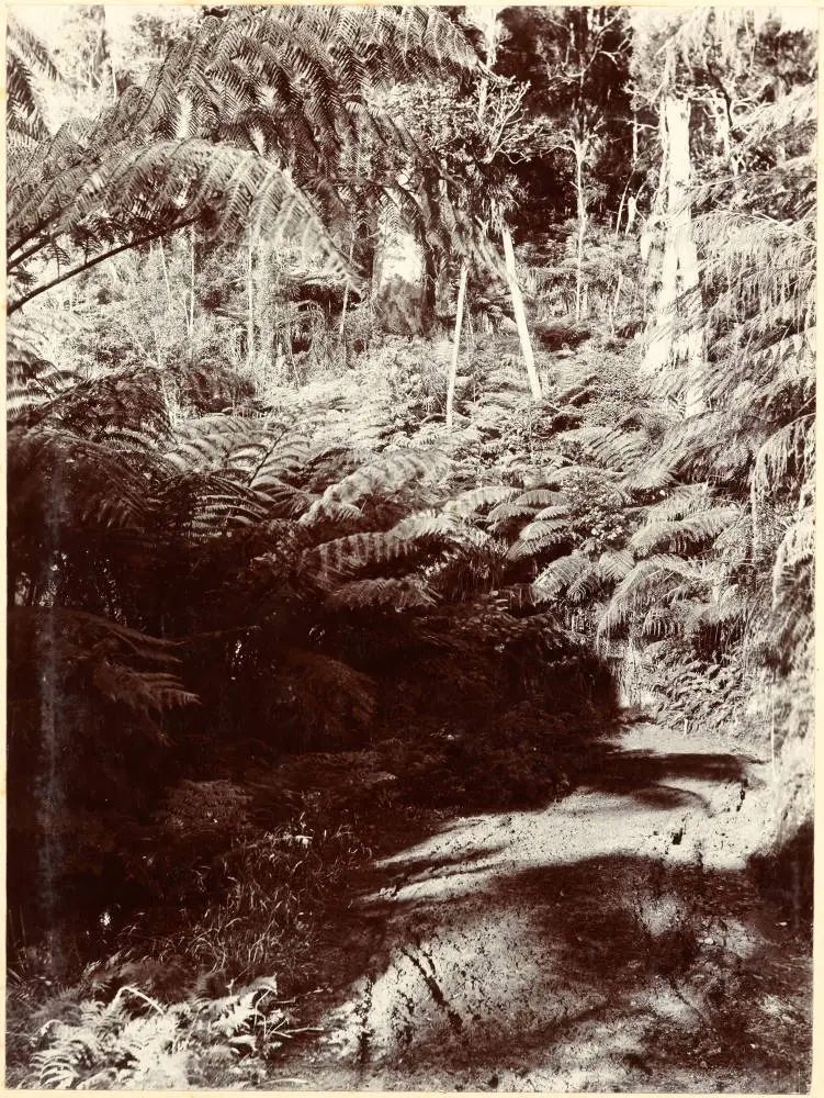 Road to Karekare, Waitākere Ranges | Record | DigitalNZ