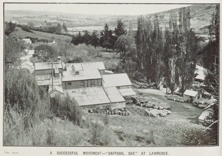 A successful movement - 'Daffodil Day' at Lawrence | Record | DigitalNZ