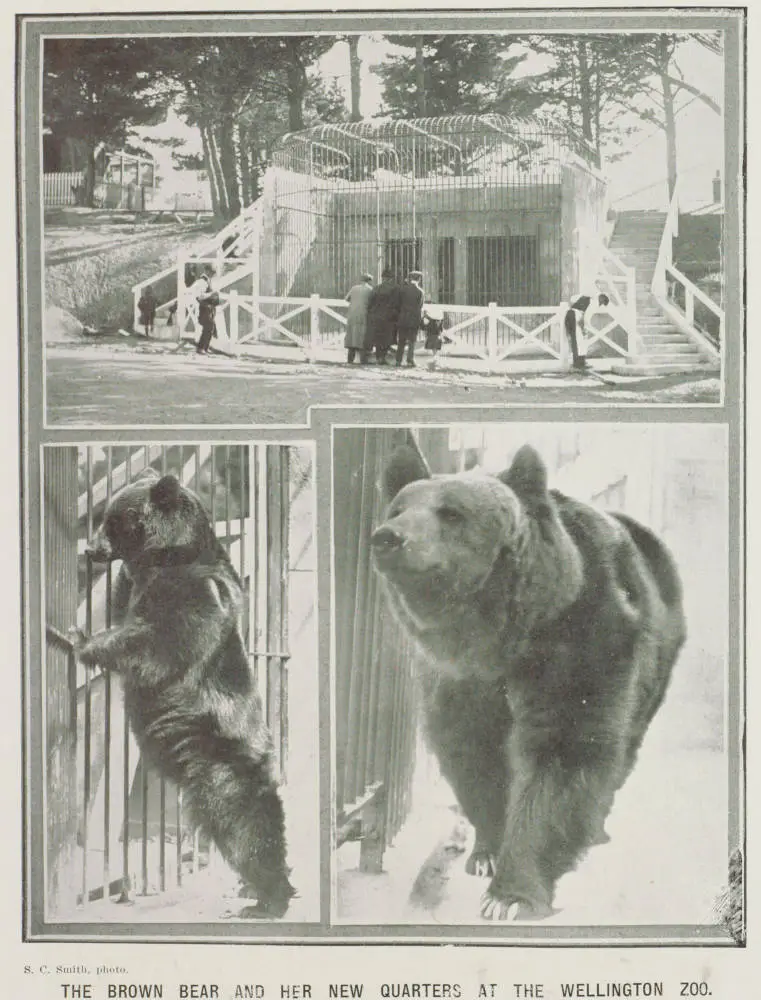 The brown bear and her new quarters at the Wellington Zoo | Record ...