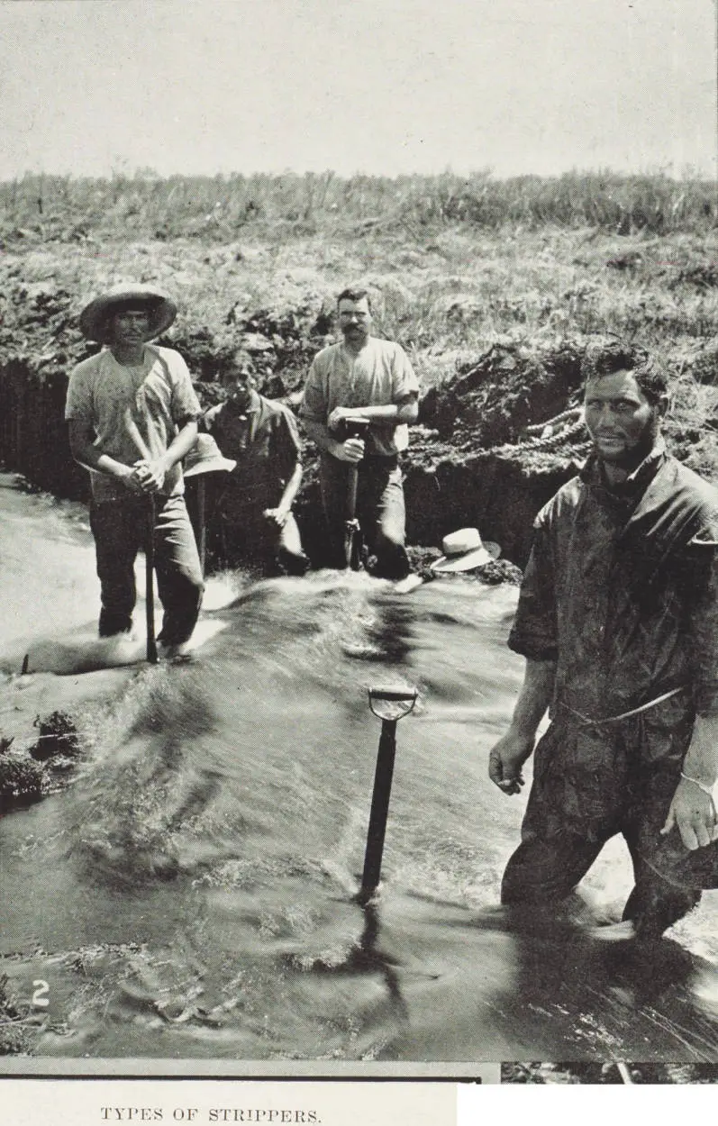 Peat strippers in the Piako Swamp | Record | DigitalNZ