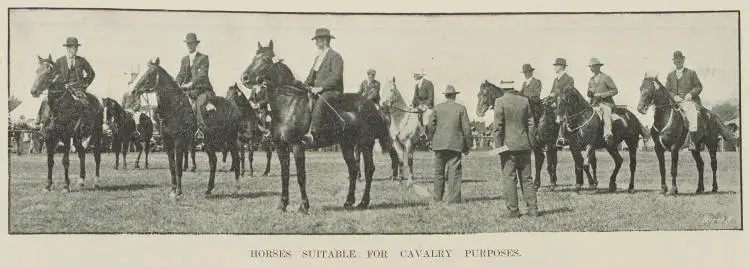 Horses suitable for cavalry purposes | Record | DigitalNZ