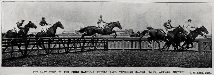 The last jump in the pines handicap hurdle race. Victorian racing club ...
