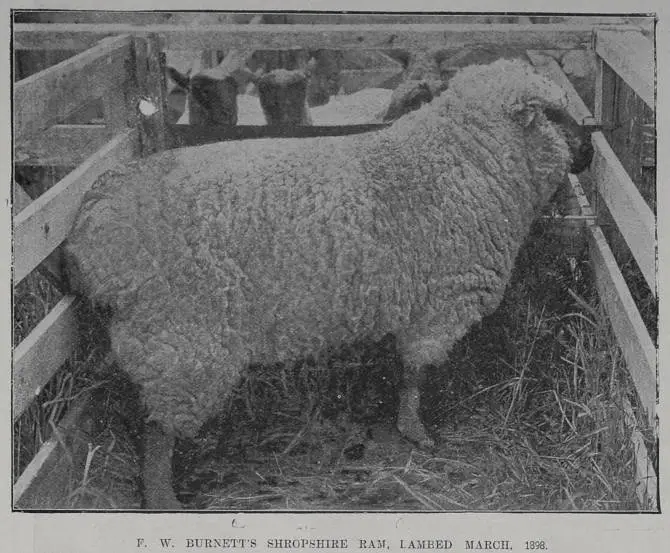 F W Burnett's Shropshire ram, lambed March 1898 | Record | DigitalNZ