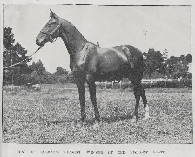 Hon H Mosman's Hengist, winner of the Visitors Plate | Record | DigitalNZ