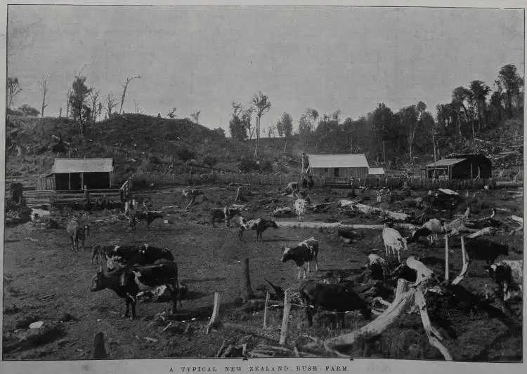 A Typical New Zealand Bush Farm | Record | DigitalNZ