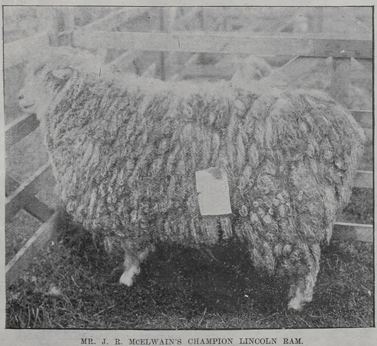 Mr J R McElwain's champion Lincoln ram | Record | DigitalNZ