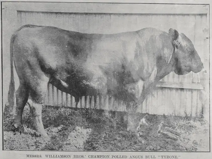Messrs Williamson Bros champion polled Angus bull 'Tyrone' | Record ...