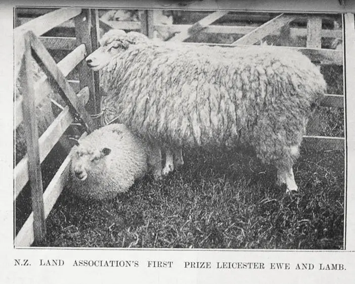 New Zealand Land Association's first prize winner Leicester lamb and ...