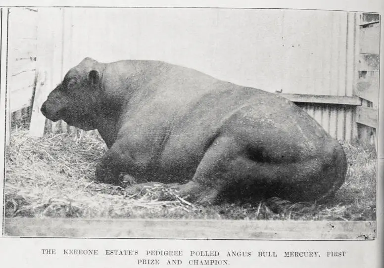 The Kereone Estate's pedigree Polled Angus bull 'Mercury', first and ...