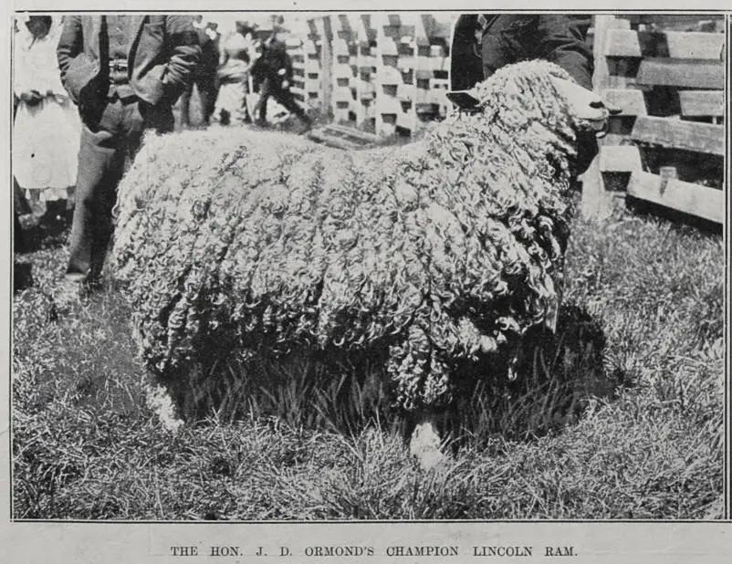 Hon J D Ormond's champion Lincoln ram | Record | DigitalNZ