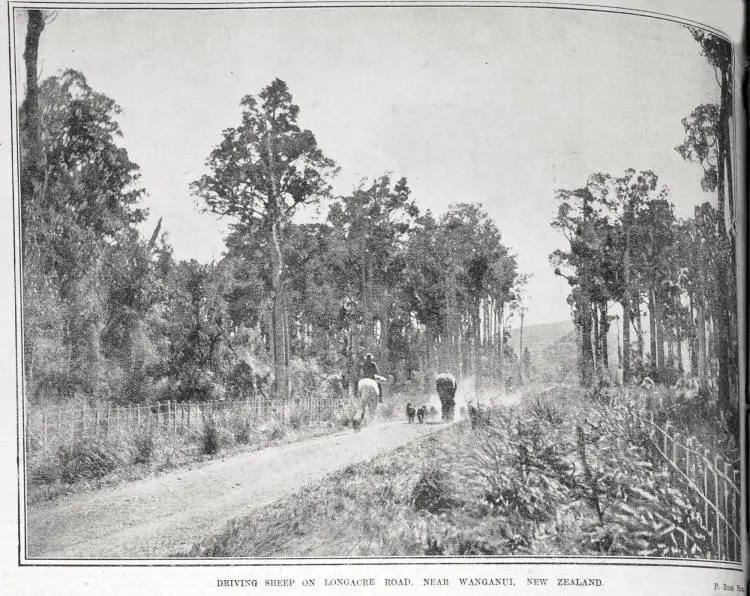 Driving sheep on Longacre Road, near Wanganui | Record | DigitalNZ
