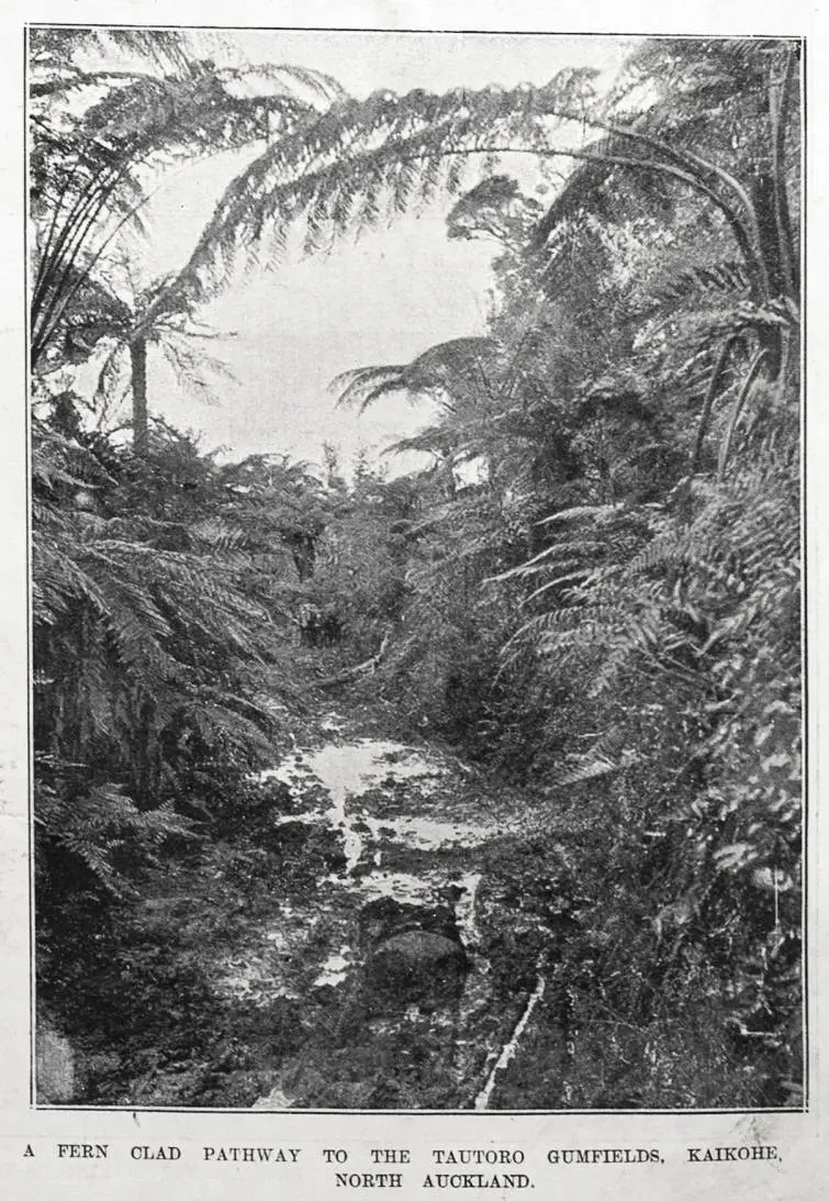 A fern clad pathway to the Tautoro gumfields, Kaikohe | Record | DigitalNZ