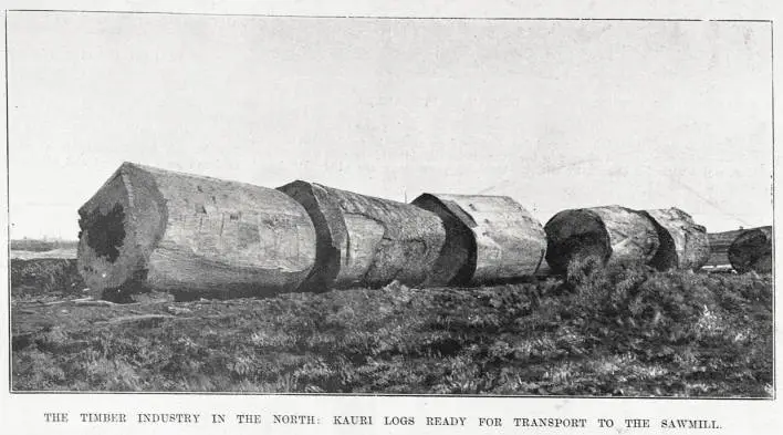 The timber industry in the North: Kauri logs ready for transport to the ...