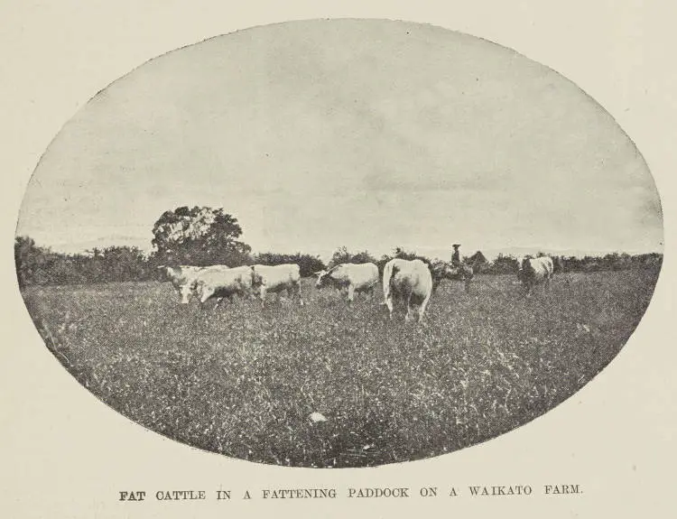 Fat cattle in a fattening paddock on a Waikato farm | Record | DigitalNZ