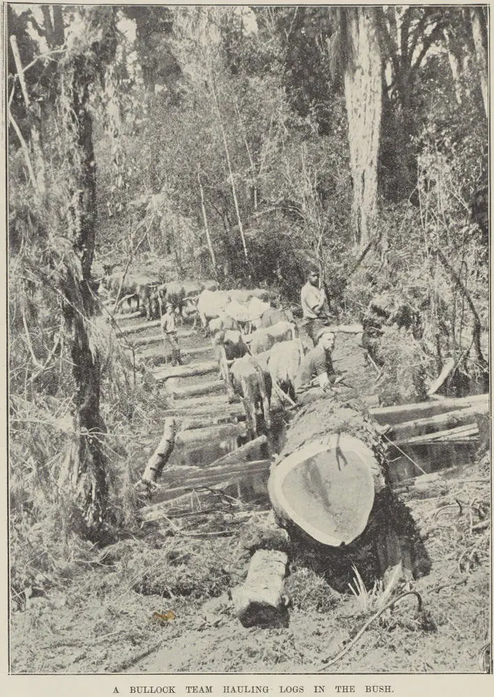 A bullock team hauling logs in the bush | Record | DigitalNZ