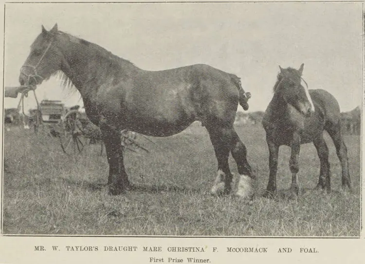Mr W. Taylor's draught mare Christina F. McCormack and foal | Record ...