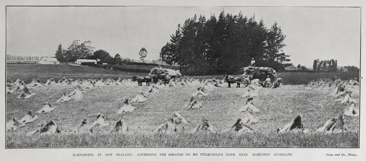 HARVESTING IN NEW ZEALAND: GATHERING THE SHEAVES ON MR LITCHFIELD'S ...
