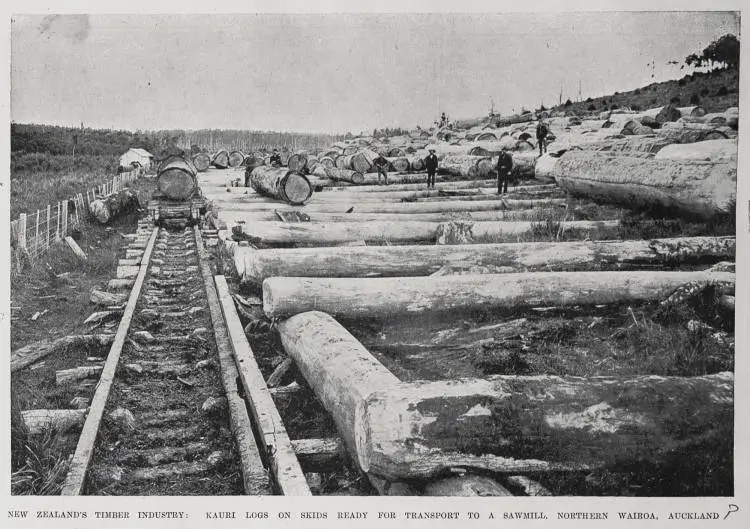 NEW ZEALAND'S TIMBER INDUSTRY: KAURI LOGS ON SKIDS READY FOR TRANSPORT ...