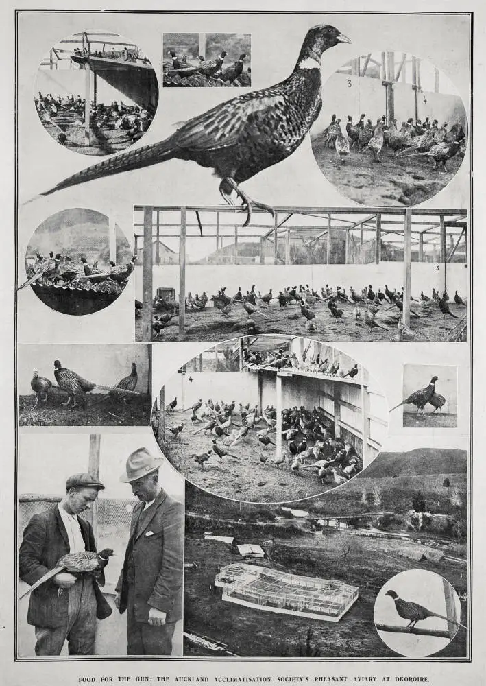 Food For The Gun | Record | DigitalNZ