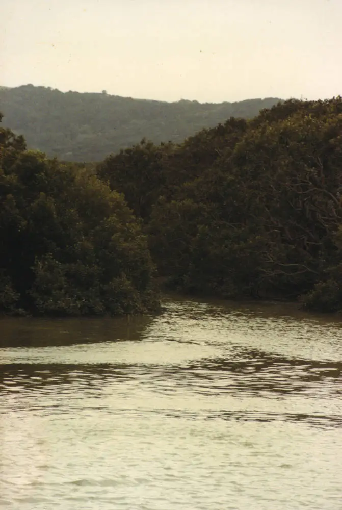 Mangroves, Araparera River, southern Kaipara Harbour. | Record | DigitalNZ