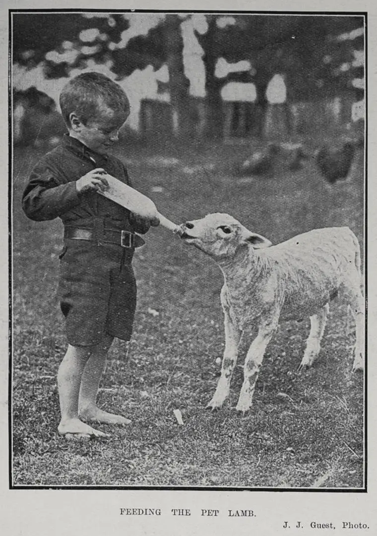 Feeding the pet lamb | Record | DigitalNZ