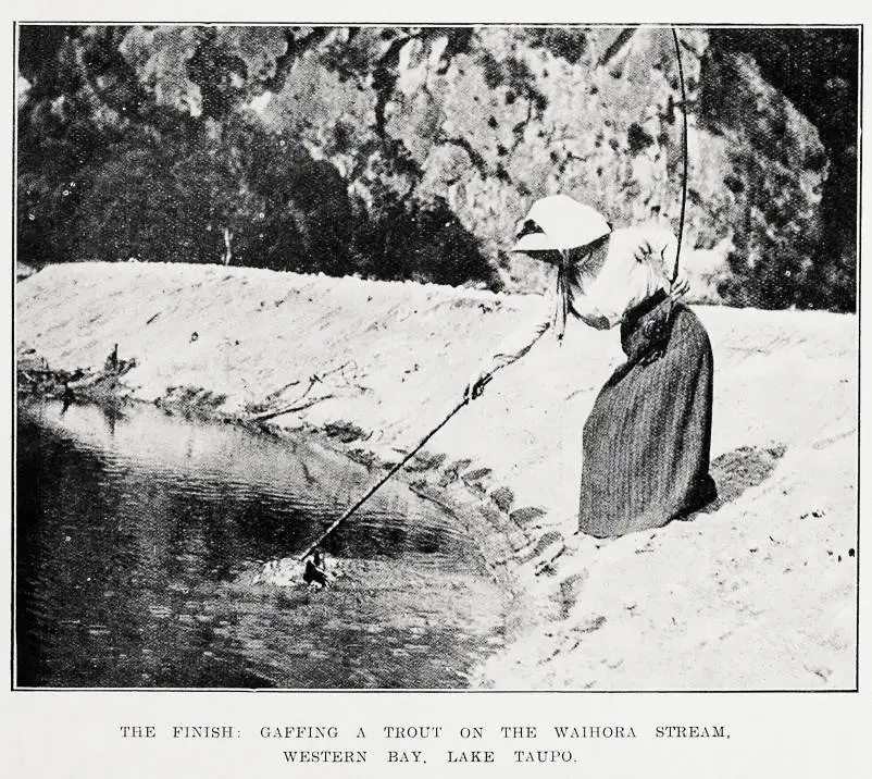 The finish: gaffing a trout on the Waihora stream, Western Bay, Lake ...